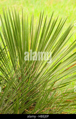 Yucca constricta Buckley Yucca constricta Buckley Stock Photo - Alamy