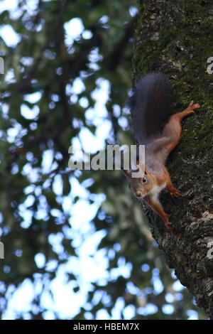 Squirrel sitting upside down on a tree trunk. The squirrel hangs upside ...
