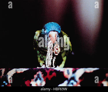 PAULIE, Paulie the parrot, 1998, © DreamWorks/courtesy Everett ...