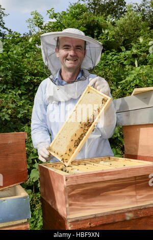 Close up of some bees on a hon Stock Photo - Alamy