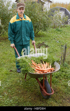 Wheelbarrow with carrot Stock Photo - Alamy