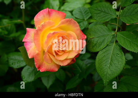 Floribunda, Rose, noble rose. Yellow, Red and Orange Rose plants. A ...