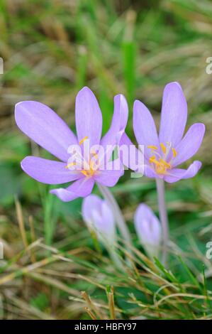 Close up of the flowers of Colchicum sp, Autumn Crocuses, in early ...