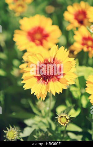Many vivid red and yellow Gaillardia flowers, common name blanket ...
