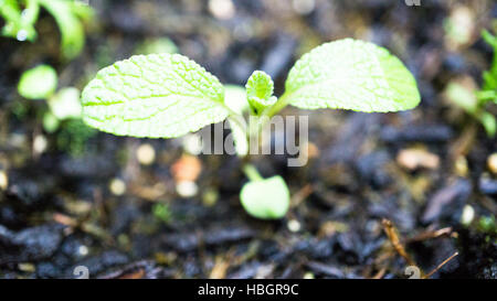 small sage plant Stock Photo - Alamy
