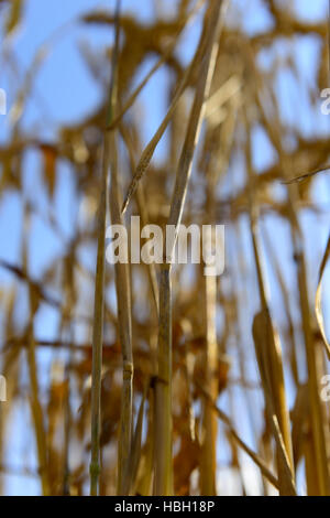 View out of Wheatfield Stock Photo - Alamy