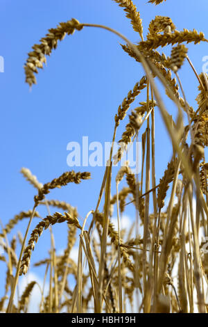 View out of Wheatfield Stock Photo - Alamy