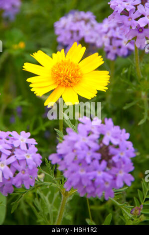 Verbena with yellow daisy, South Llano River State Park, Texas Stock ...