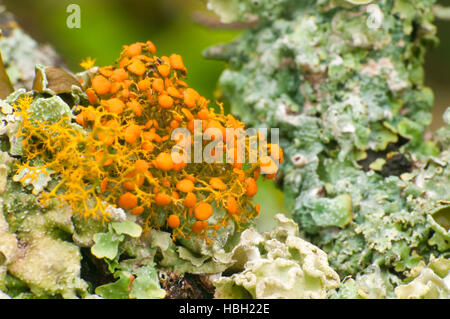 Lichen, Doeskin Ranch Unit-Balcones Canyonlands National Wildlife ...