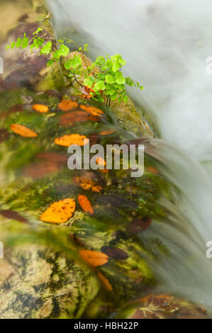 Doeskin Branch Creek falls, Doeskin Ranch Unit-Balcones Canyonlands ...