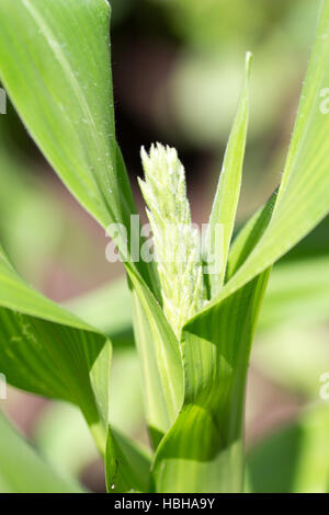 The flower of corn on the tree with a natural background Stock Photo ...
