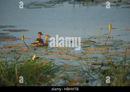 Karmali Lake in Goa is a tiny birding hotspot Stock Photo - Alamy