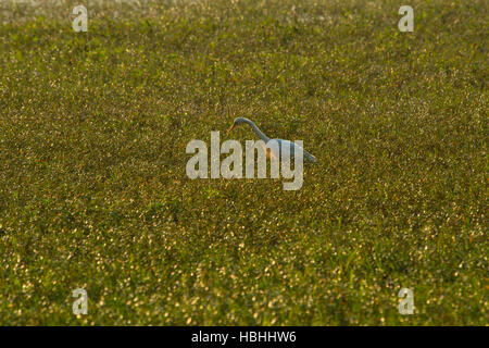 Karmali Lake in Goa is a tiny birding hotspot Stock Photo - Alamy