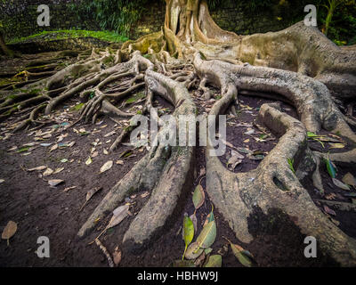 Enormous fig tree roots Stock Photo - Alamy