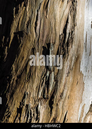 Pattern in the wood Stock Photo - Alamy