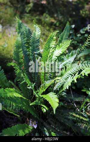 Hard-fern (Blechnum spicant) plant under dry foliage Stock Photo - Alamy