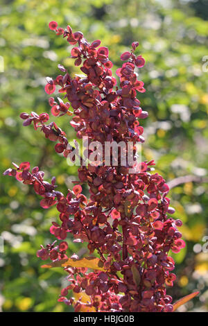 Gartenmelde, Rot, Atriplex, hortensis Stock Photo - Alamy