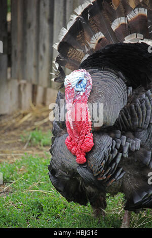 Truthahn Truthuhn Meleagris gallopavo wild form bird birds animals ...