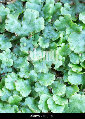 Water wet green moss Texture Background. Natural Background Texture ...