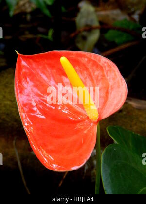 Beautiful red glossy spathe of anthurium plant with bright orange ...