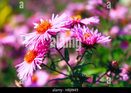 red beautiful asters Stock Photo - Alamy