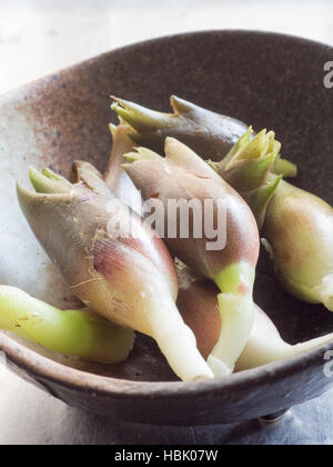 Myoga or Japanese Ginger (Zingiber mioga), Zingiberaceae. Edible ...