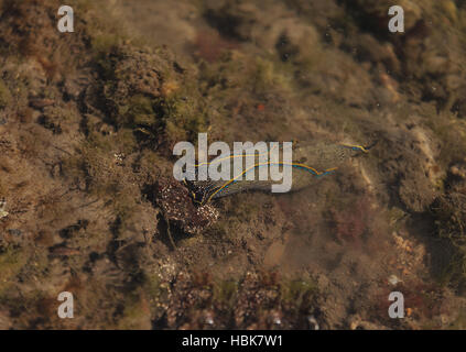 California aglaja nudibranch Stock Photo - Alamy