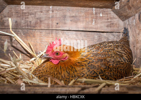 Chicken in her pen Stock Photo - Alamy