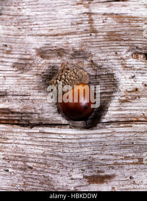 Close up of a single acorn, fruit of the oak tree (quercus), isolated ...