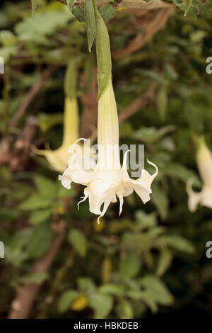 Angels trumpet bell tree at the Botanical gardens Sydney, New South ...