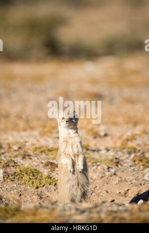 Fox mongoose, (Cynictis penicillata), animals, mammals, mongoose family ...