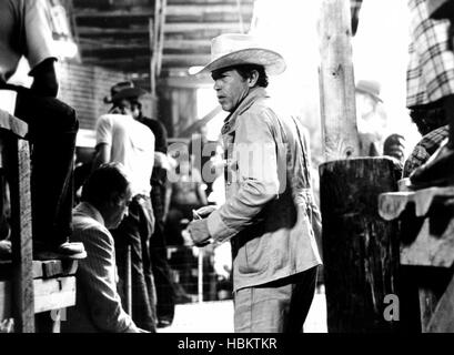 COCKFIGHTER, (aka BORN TO KILL, GAMBLIN' MAN, WILD DRIFTER), Warren ...