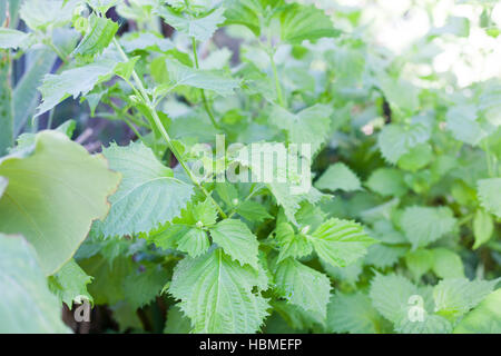 Japanese basil also known as Shiso on farm Stock Photo - Alamy