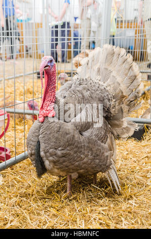 Turkey close-up with a big red appendage on his head Stock Photo - Alamy