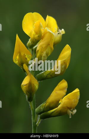 Meadow Vetchling - Lathyrus pratensis Stock Photo - Alamy