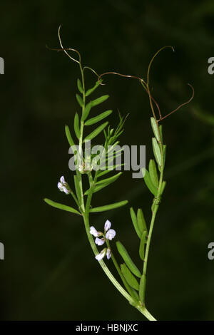 Flowering Hairy Vetch Stock Photo - Alamy