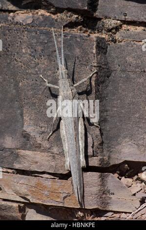 Sacred Canyon Flinders Ranges South Australia Stock Photo - Alamy