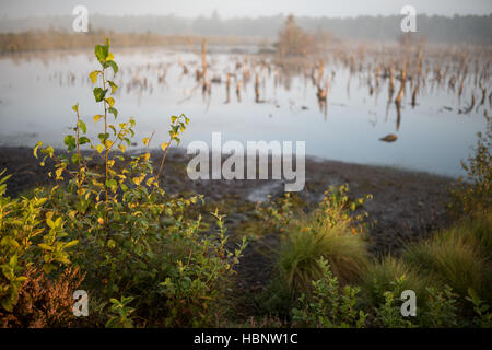 German bog in fall Stock Photo - Alamy