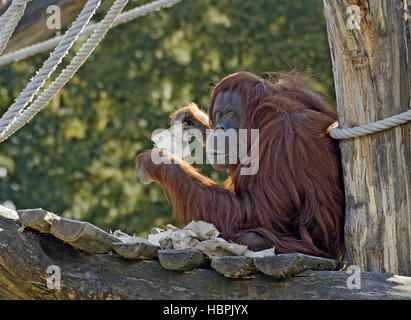 A female Orang-outang Stock Photo - Alamy