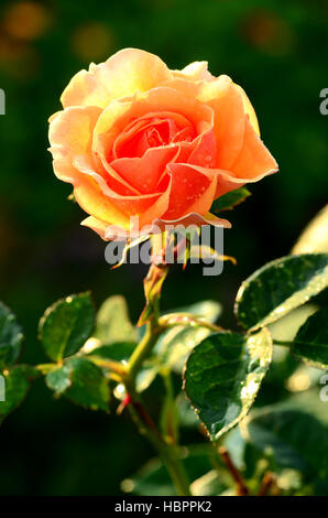 Rose, blossom, salmon-colored Stock Photo - Alamy