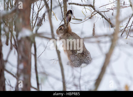 Winter forest and rabbit Stock Photo: 6435808 - Alamy