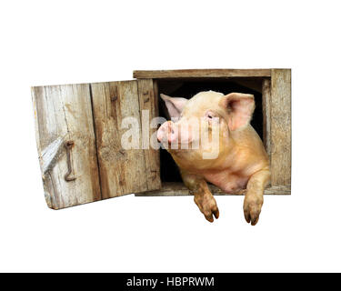 pig looks out from window of shed on the stony wall Stock Photo - Alamy