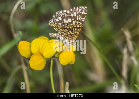 Latticed heath (Chiasmia clathrata), butterfly, moth, grass, profile ...