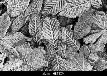 maple leaves covered with hoar frost, Germany, Hesse, Lahn-Dill ...