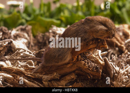 European Pine Vole (Microtus subterraneus Stock Photo - Alamy