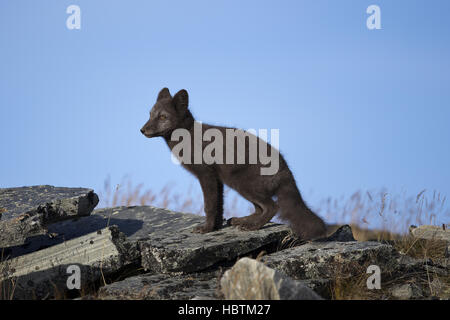 Arctic Fox in blue phase standing on rock in wind, Saint Paul Island ...