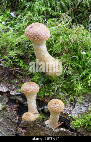 Honey Fungus or Boot-lace Fungus, Probably Armillaria gallica due to ...