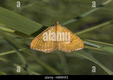 Yellow shell moth (Camptogramma bilineata) with deformed wing. British ...