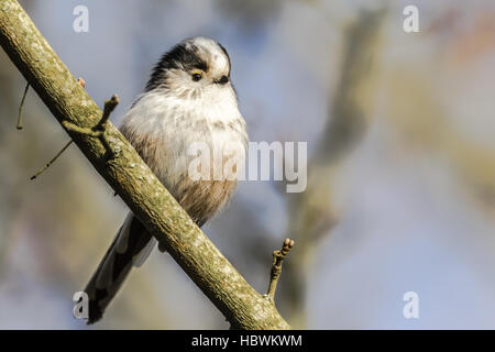 The long-tailed tit, long-tailed bushtit (Aegithalos caudatus) at a ...