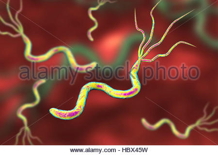 Illustration of Helicobacter pylori bacteria, a gram-negative Stock ...